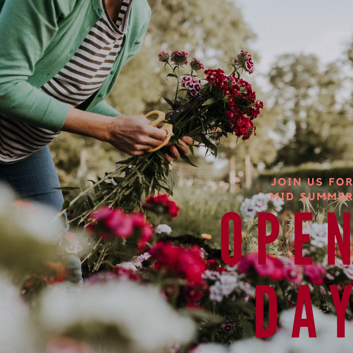 Mid Summer Open Day Monday 7th July – Dorset Flower Co